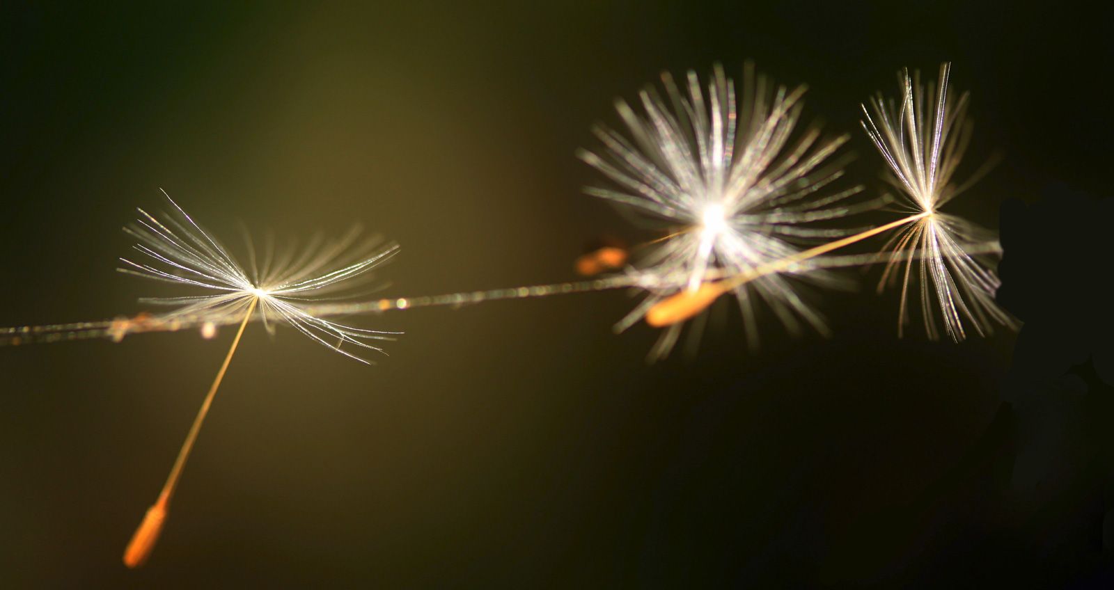 Food For Thought From Eisenstein: The Three Seeds | HighExistence